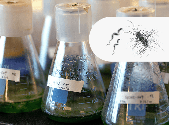 Lumen Bioscience | Home